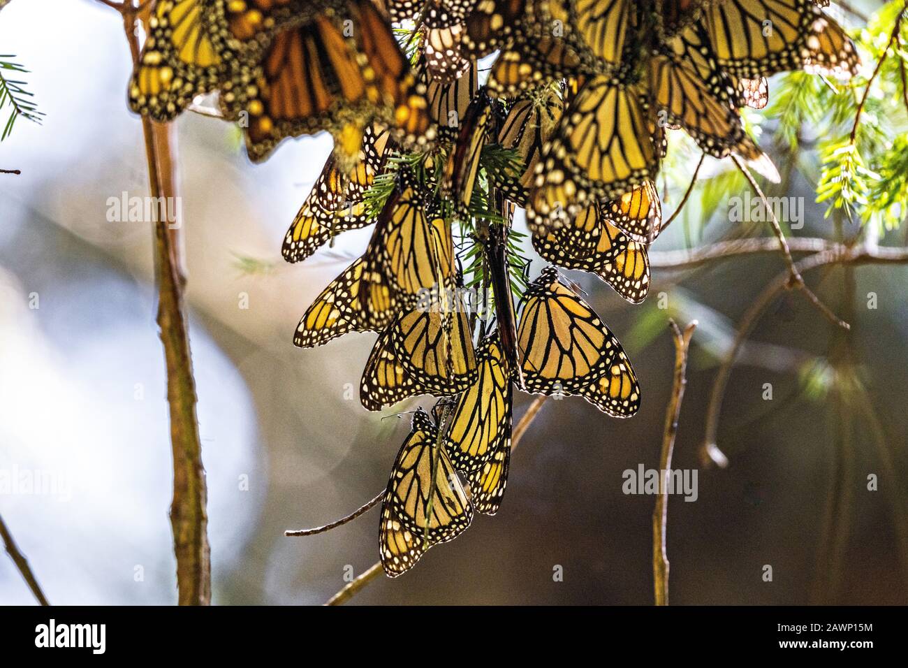 Oyamel fir tree hi-res stock photography and images - Alamy