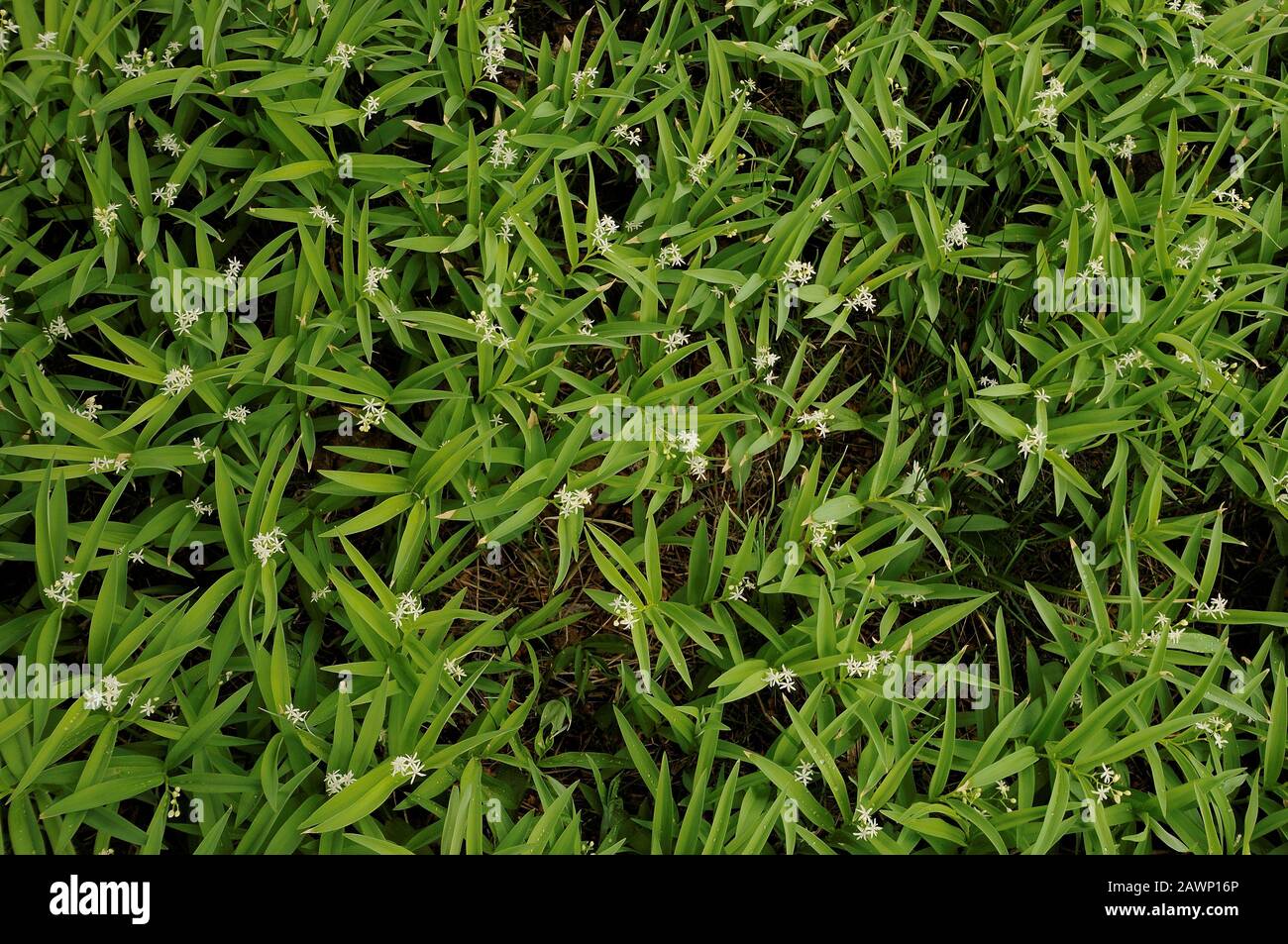 Natural wildflower ground cover with small white blossoms Stock Photo ...