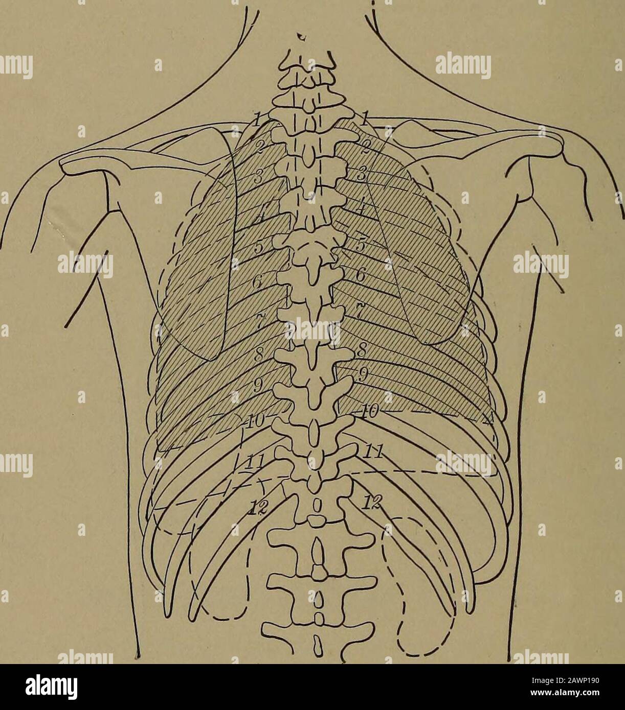 Physical diagnosis, including diseases of the thoracic and abdominal ...