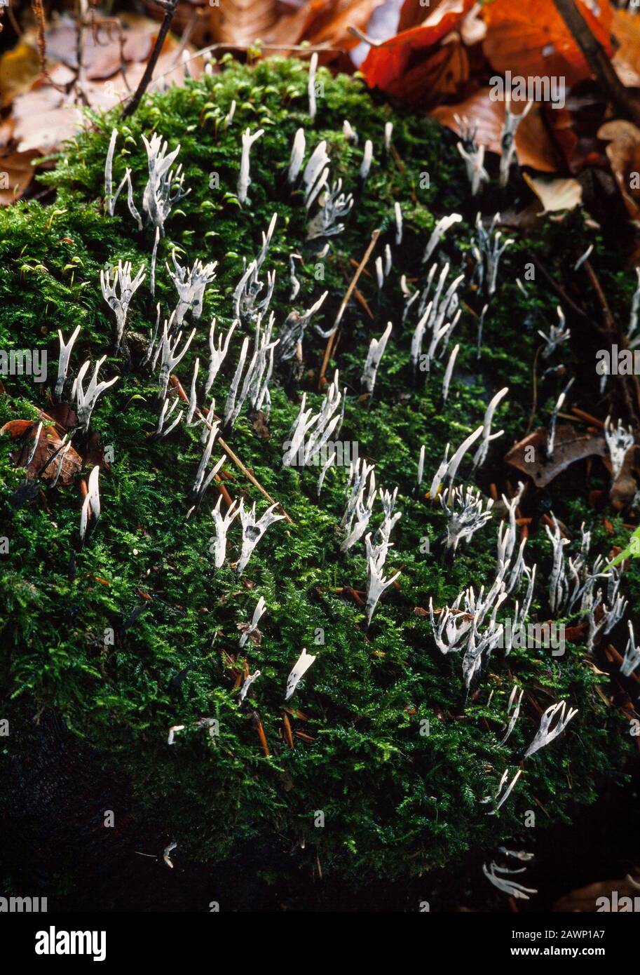 Candle Snuff fungus, Xylaria hypoxylon, sprouting through moss on ...