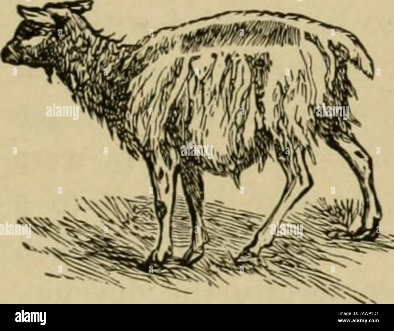 Lamb navel hi-res stock photography and images - Alamy