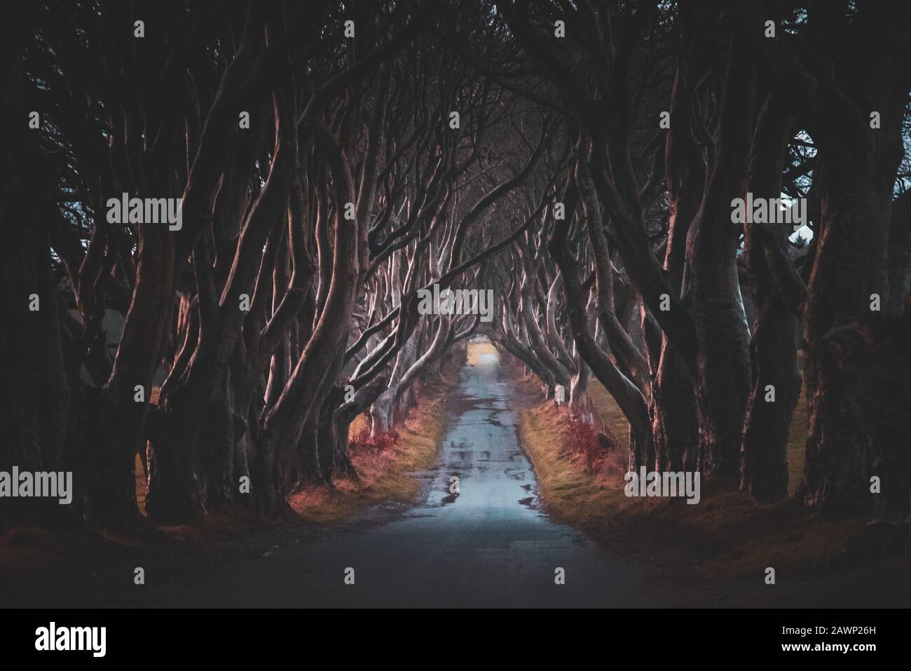 The Dark Hedges in Northern Ireland. Majestic, spooky and mysterious ...