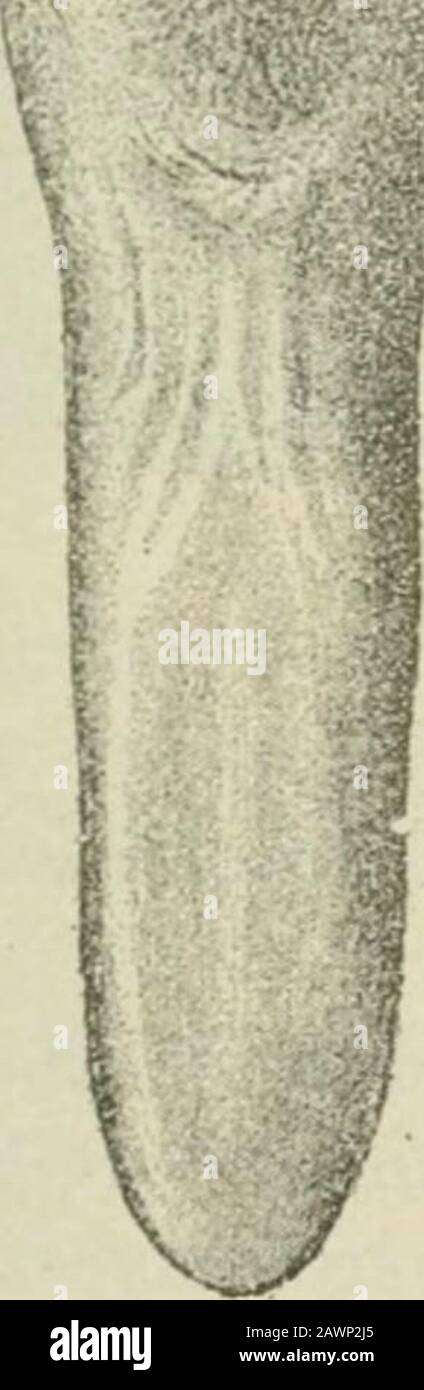 Handbook of meat inspection . B Stock Photo - Alamy