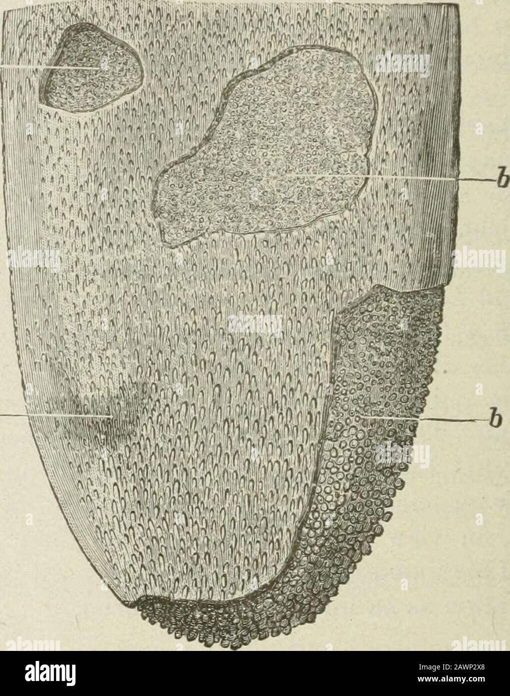 Handbook of meat inspection . st frequentlyon the mucous membrane of ...