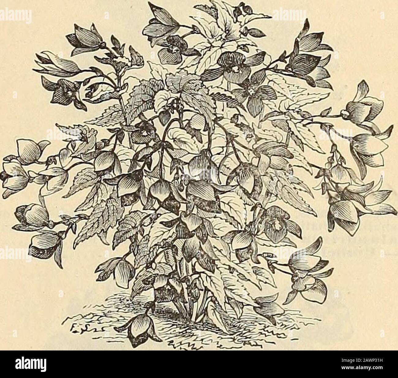 Annuals golden bartonia bartonia aurea hi-res stock photography and ...