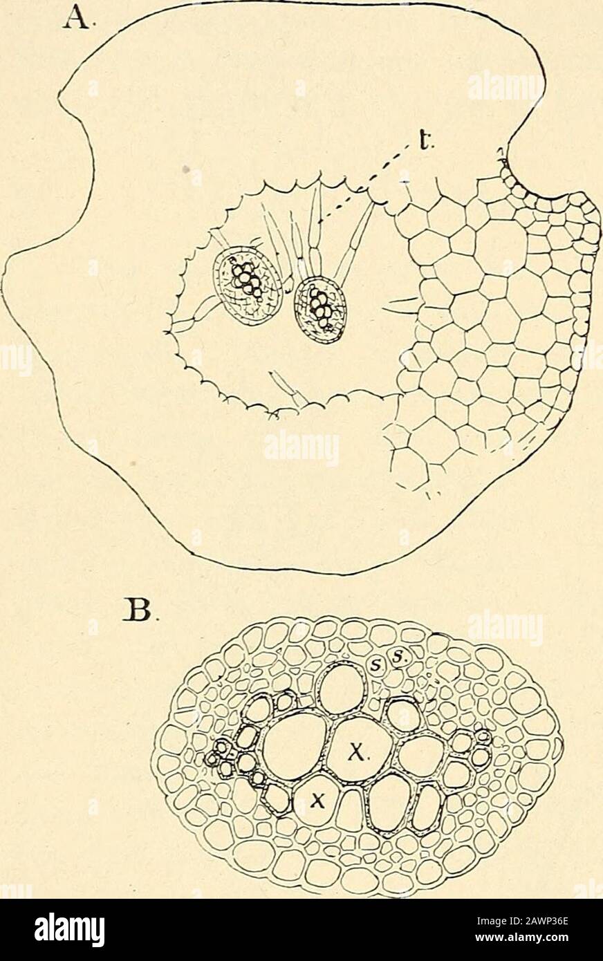 Protoxylem lacuna hi-res stock photography and images - Alamy