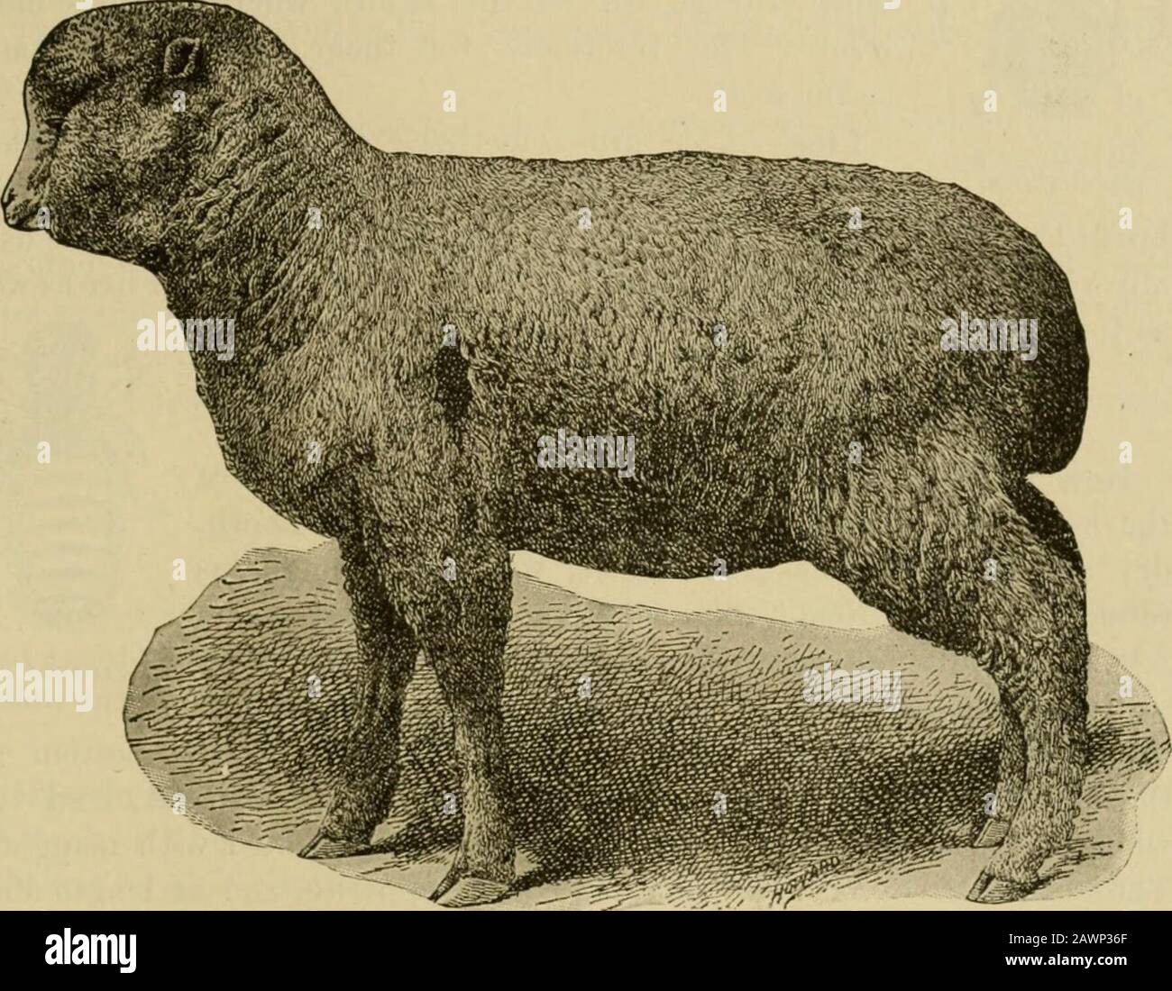 Cattle dip tank hi-res stock photography and images - Alamy