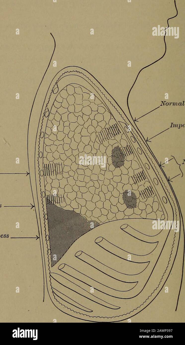 Physical diagnosis, including diseases of the thoracic and abdominal ...