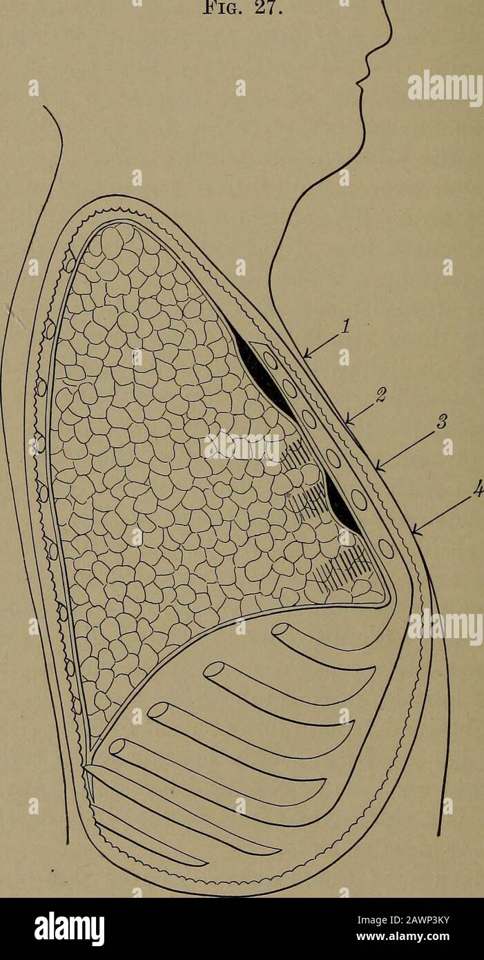 Physical diagnosis, including diseases of the thoracic and abdominal ...