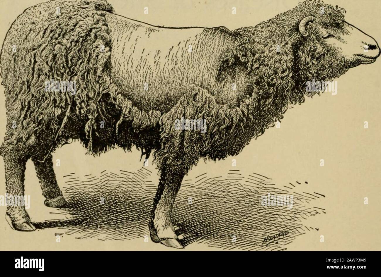 Sheep scab hi-res stock photography and images - Alamy