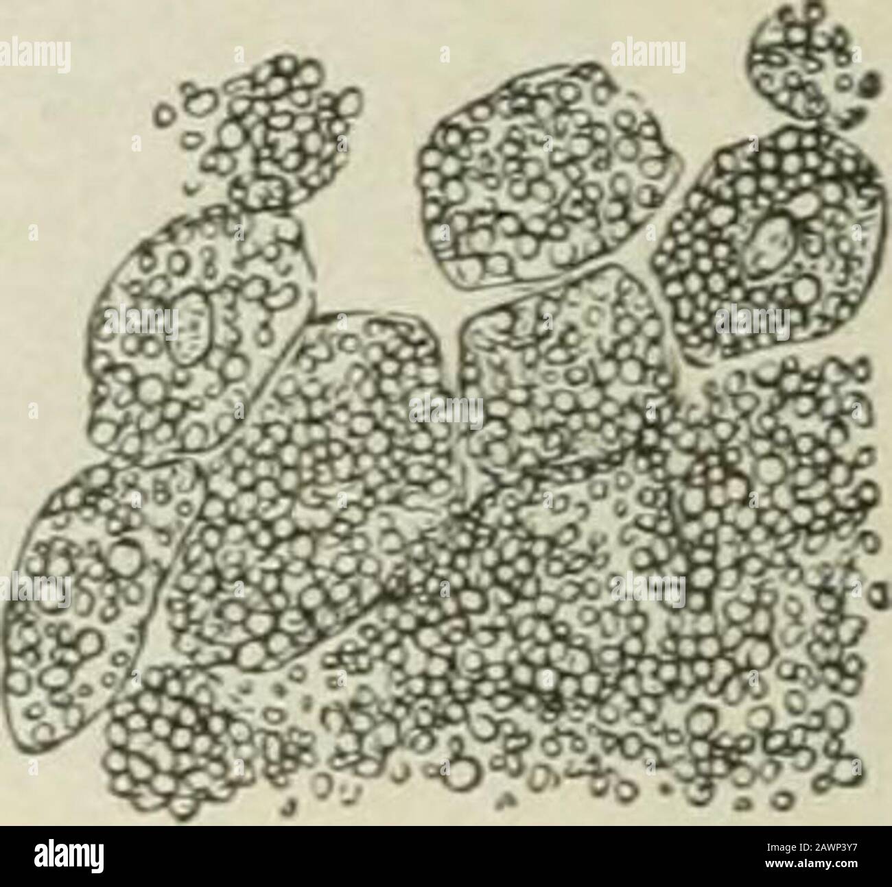 Handbook of meat inspection . Fatty inflltration of the liver. Fatty ...
