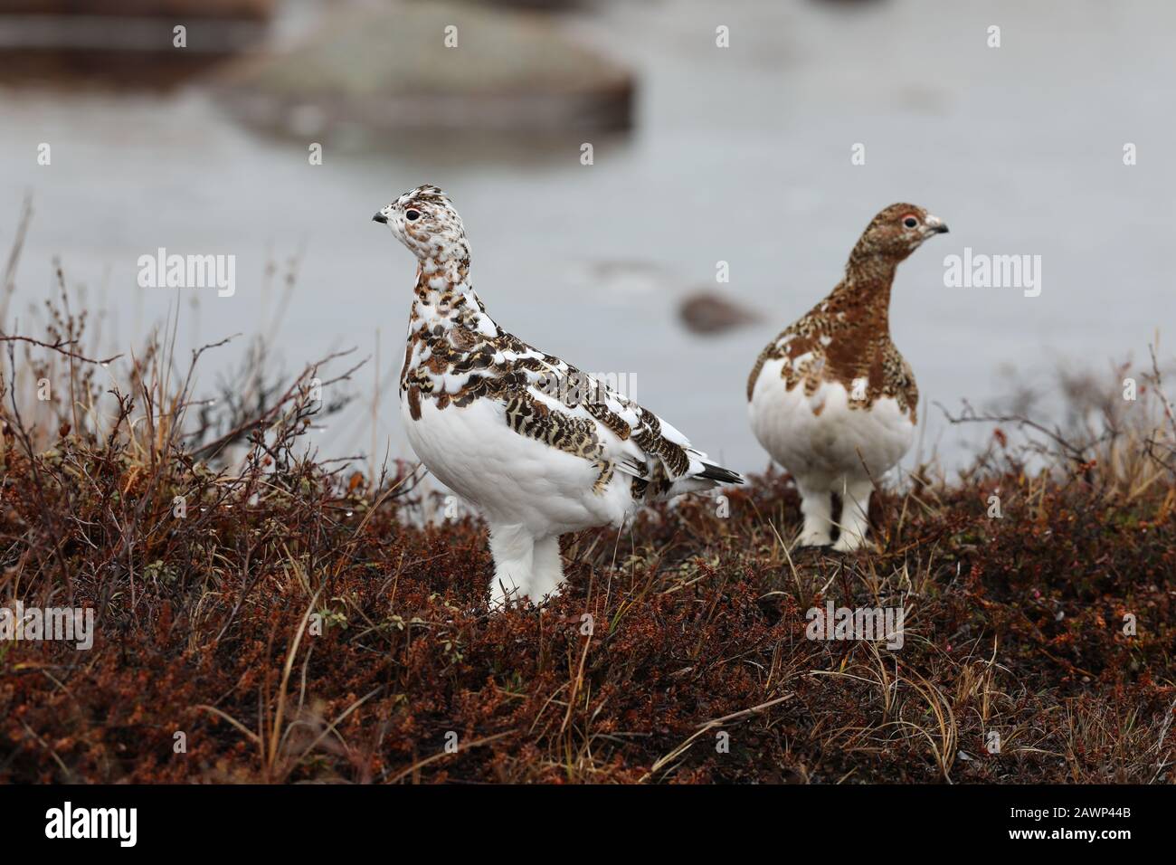 Arctic willow tundra hi-res stock photography and images - Alamy