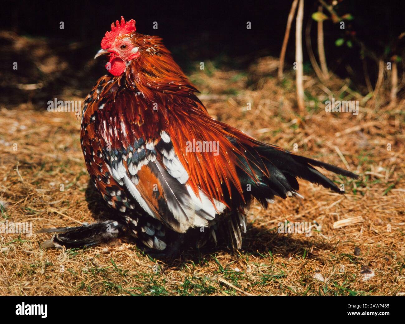 Domestic chicken fowl, rare breeds Stock Photo - Alamy