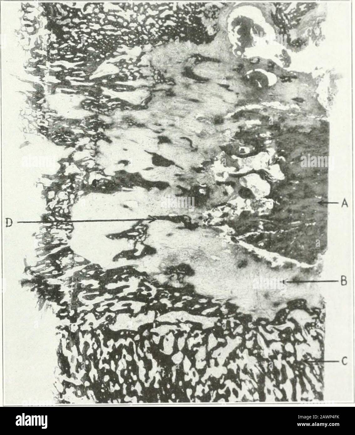 Studies from the laboratories of the Deptof Surgery . Fig. 6.—Cross ...