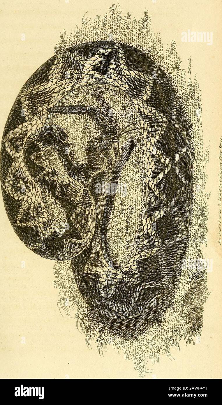 Large scaly plates hi-res stock photography and images - Alamy