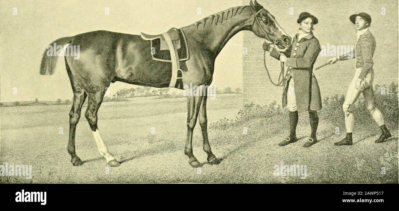 The Horse : its treatment in health and disease, with a complete guide ...