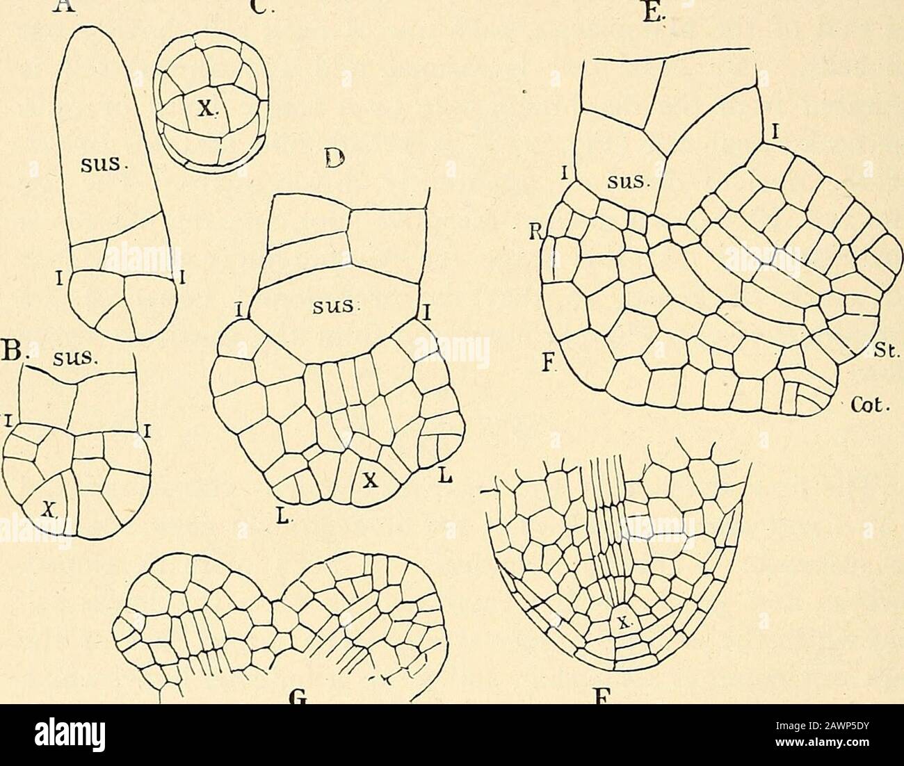 The structure & development of the mosses and ferns (Archegoniatae ...