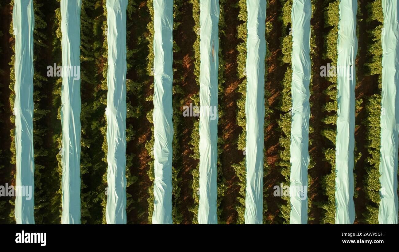 Aerial of vineyard with plastic vine covers over each row of vines to ...