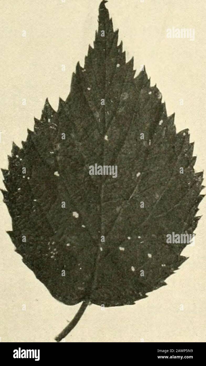 Insect pests of farm, garden and orchard Stock Photo - Alamy