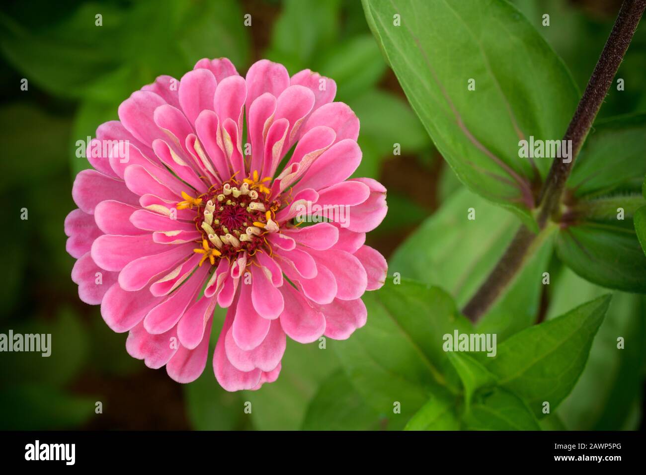 Zinnia elegans hi-res stock photography and images - Alamy