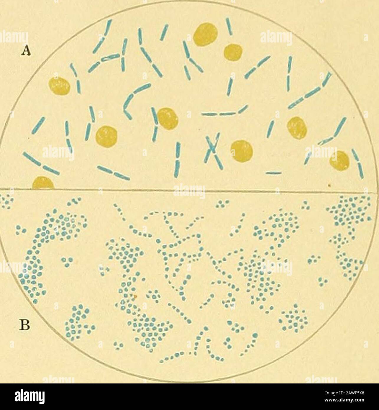 A practical treatise on medical diagnosis : for students and physicians ...
