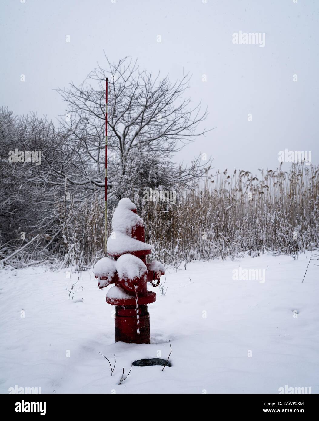 A Snow Covered Fire Hydrant Alone with Grass and a Tree Stock Photo - Alamy