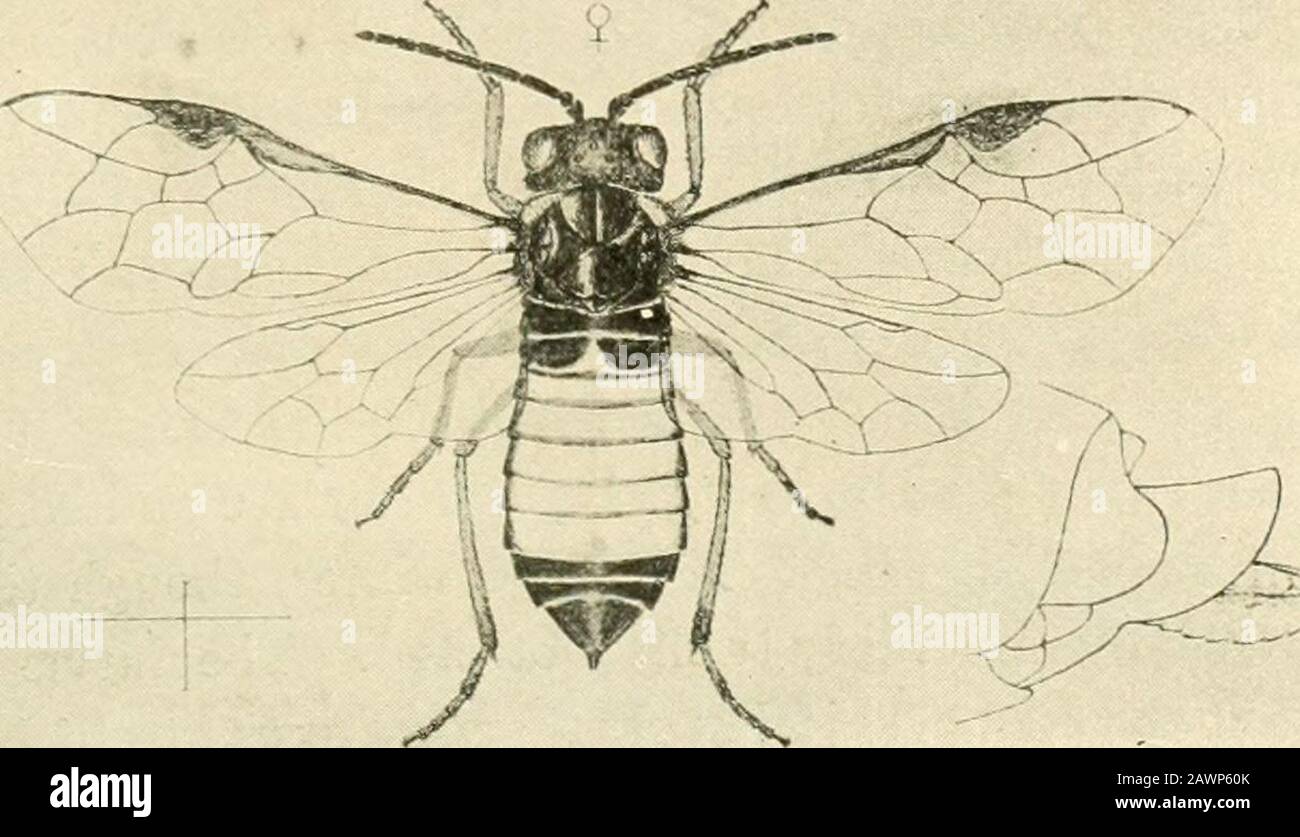 Insect pests of farm, garden and orchard . / V Stock Photo - Alamy