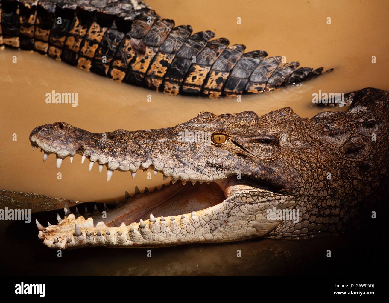 False gharial crocodile, Tomistoma schlegelli, EYES OPEN Stock Photo ...