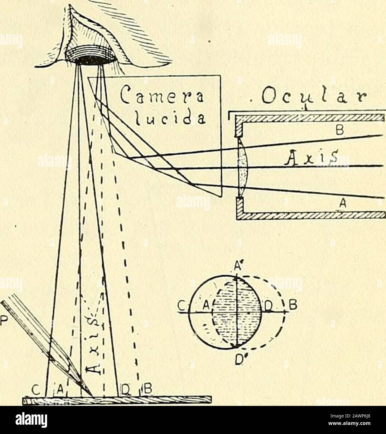 Histology drawing hi-res stock photography and images - Alamy