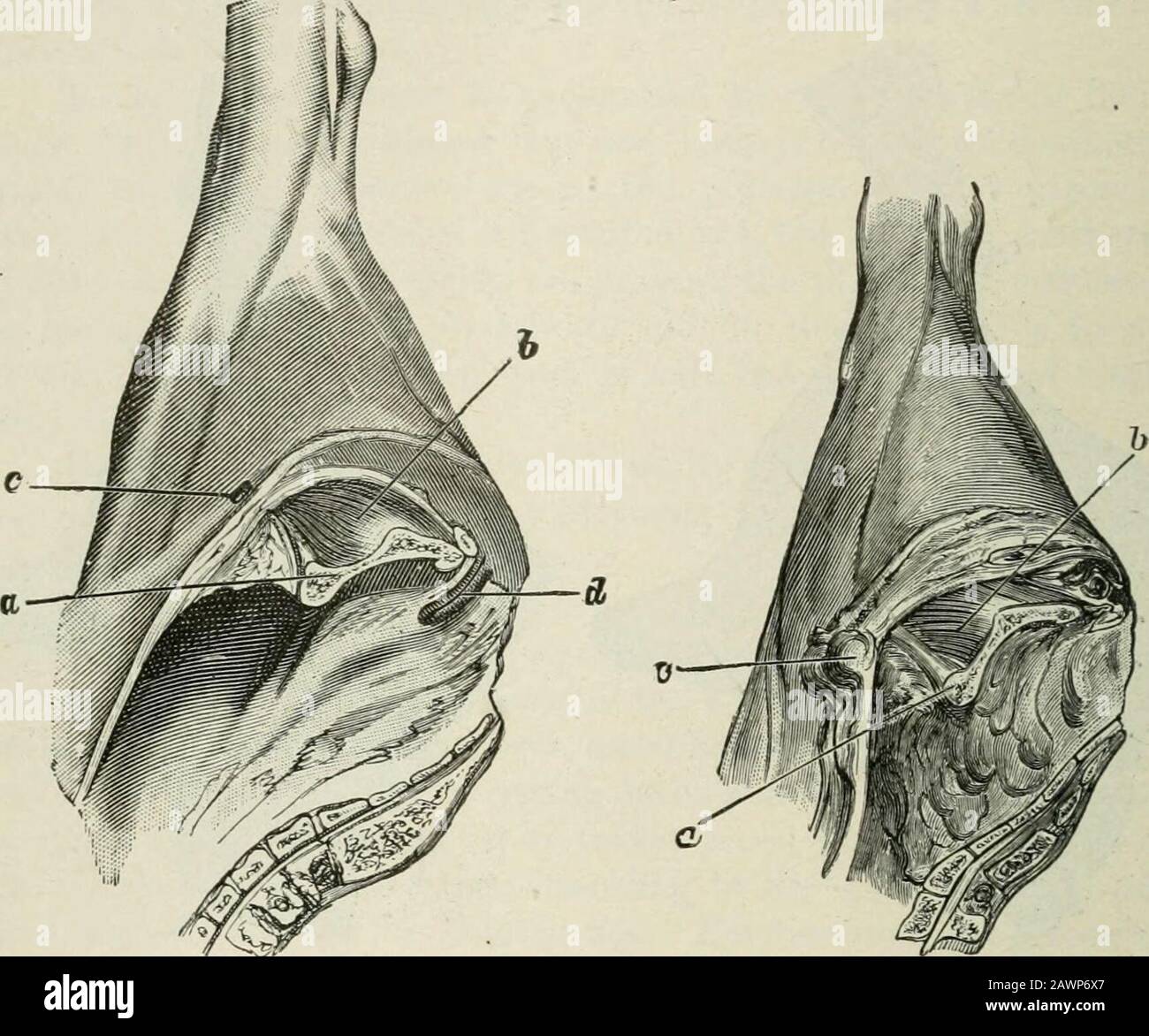 Handbook of meat inspection . t of the Shoulder and neck musculature ...