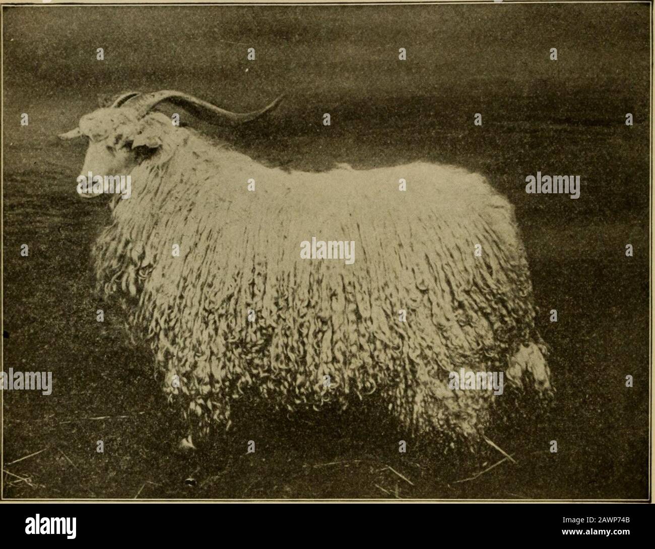 Cattle dip tank hi-res stock photography and images - Alamy