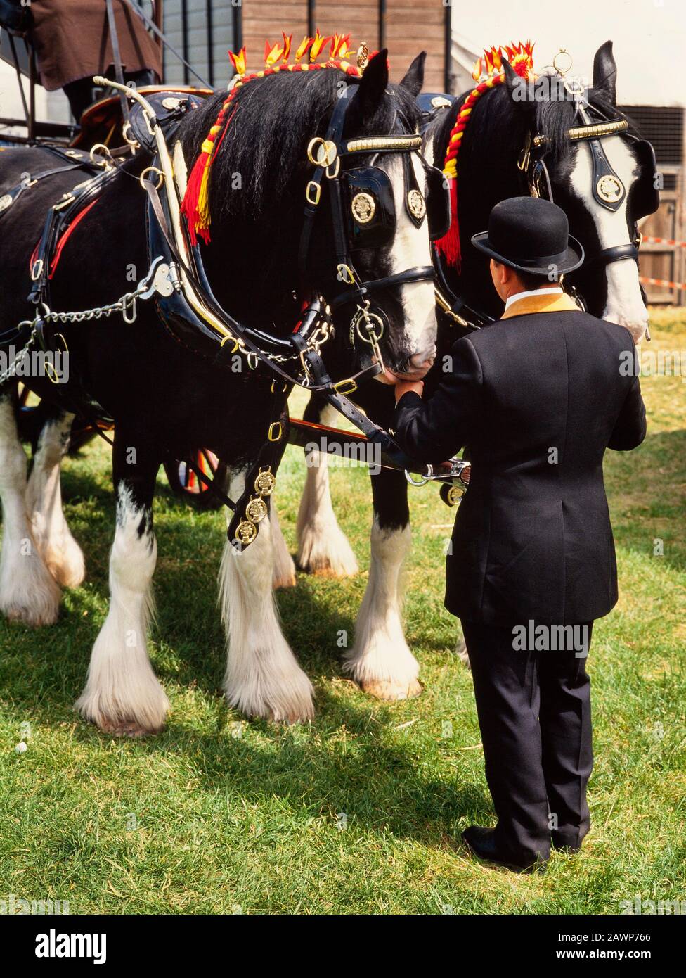 Shire horses dressed in full brass atire Stock Photo - Alamy