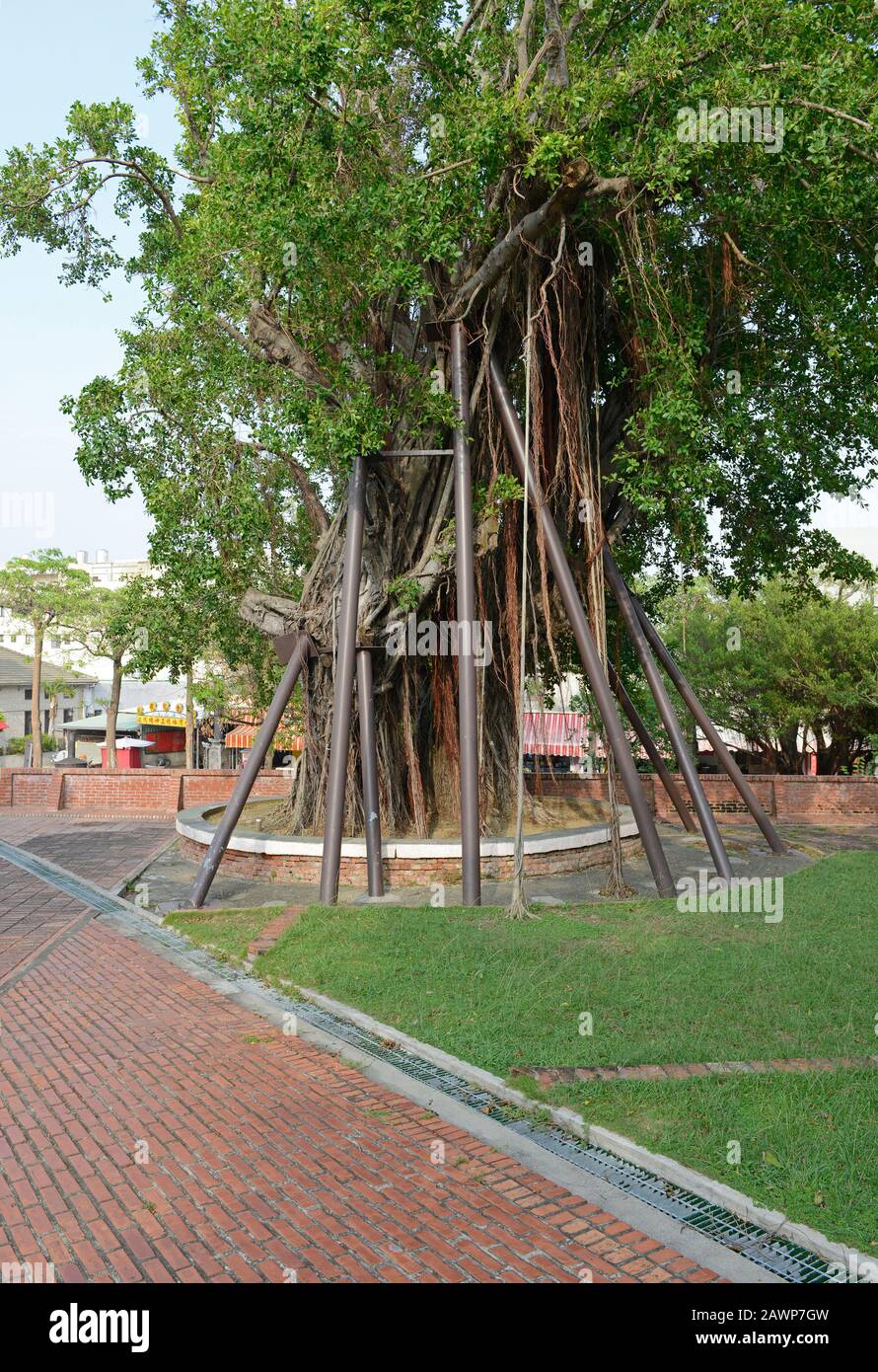 Ancient Banyan tree at fort Zeelandia, or Anping fort, Tainan, Taiwan ...