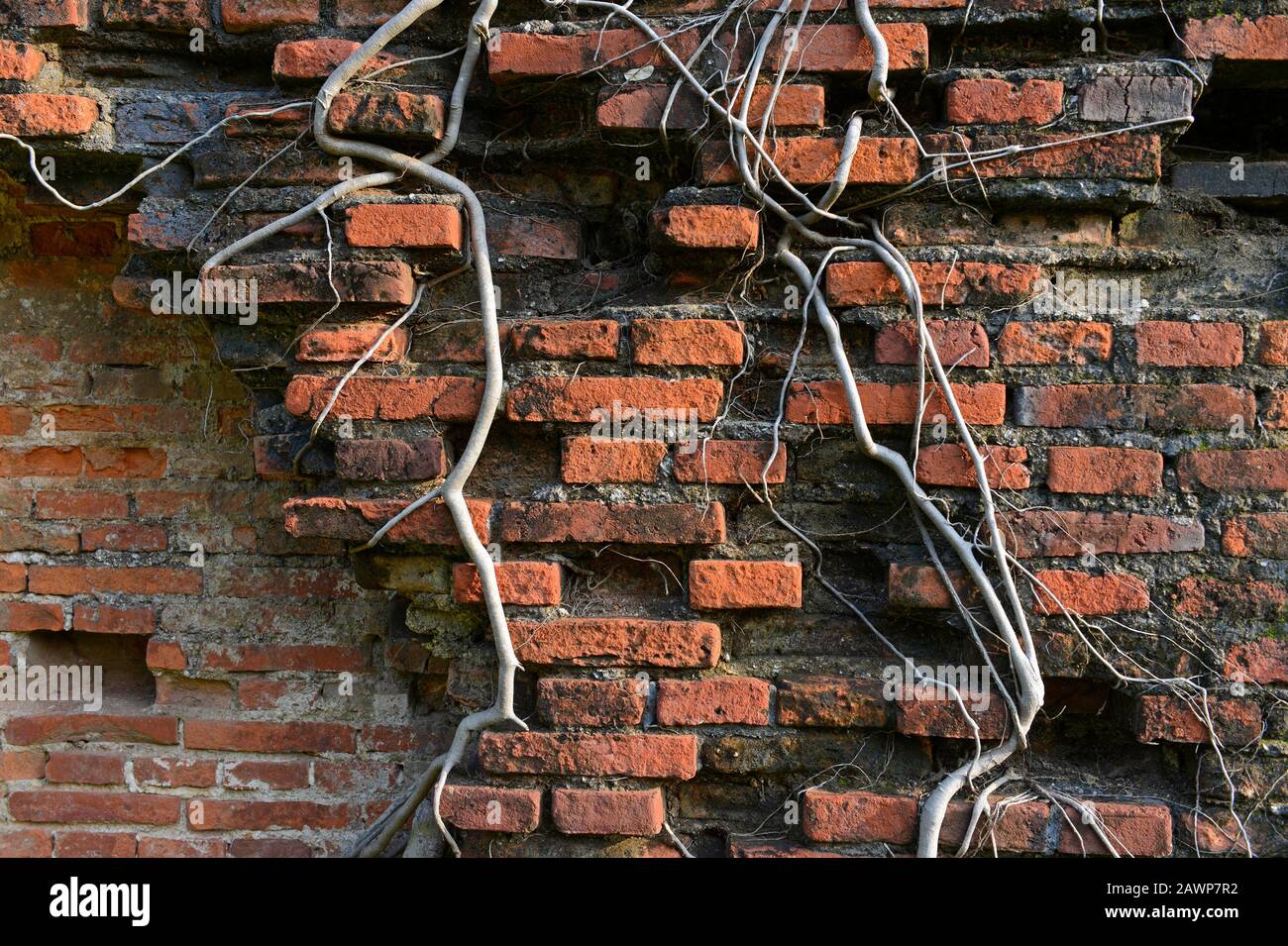Wall with Banyan tree roots at fort Zeelandia, or Anping fort, Tainan ...