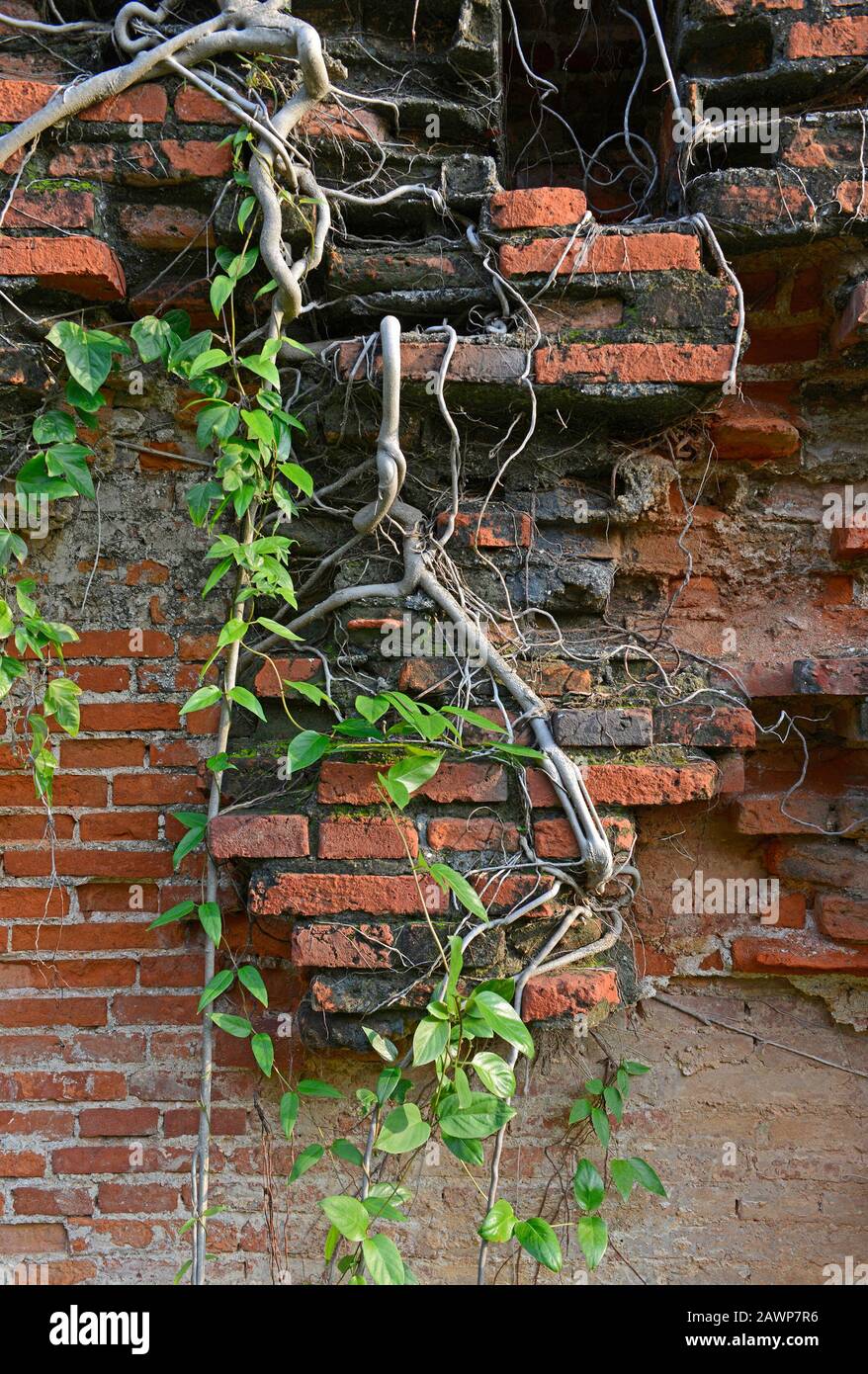 Taiwan banyan hi-res stock photography and images - Alamy