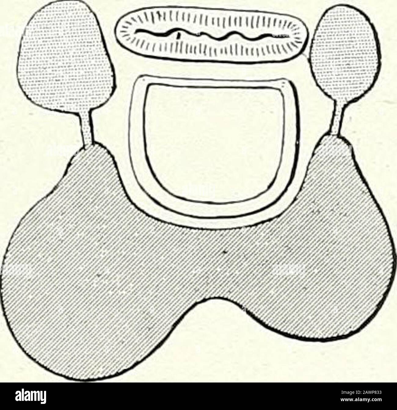 Parenchymatous hi-res stock photography and images - Alamy