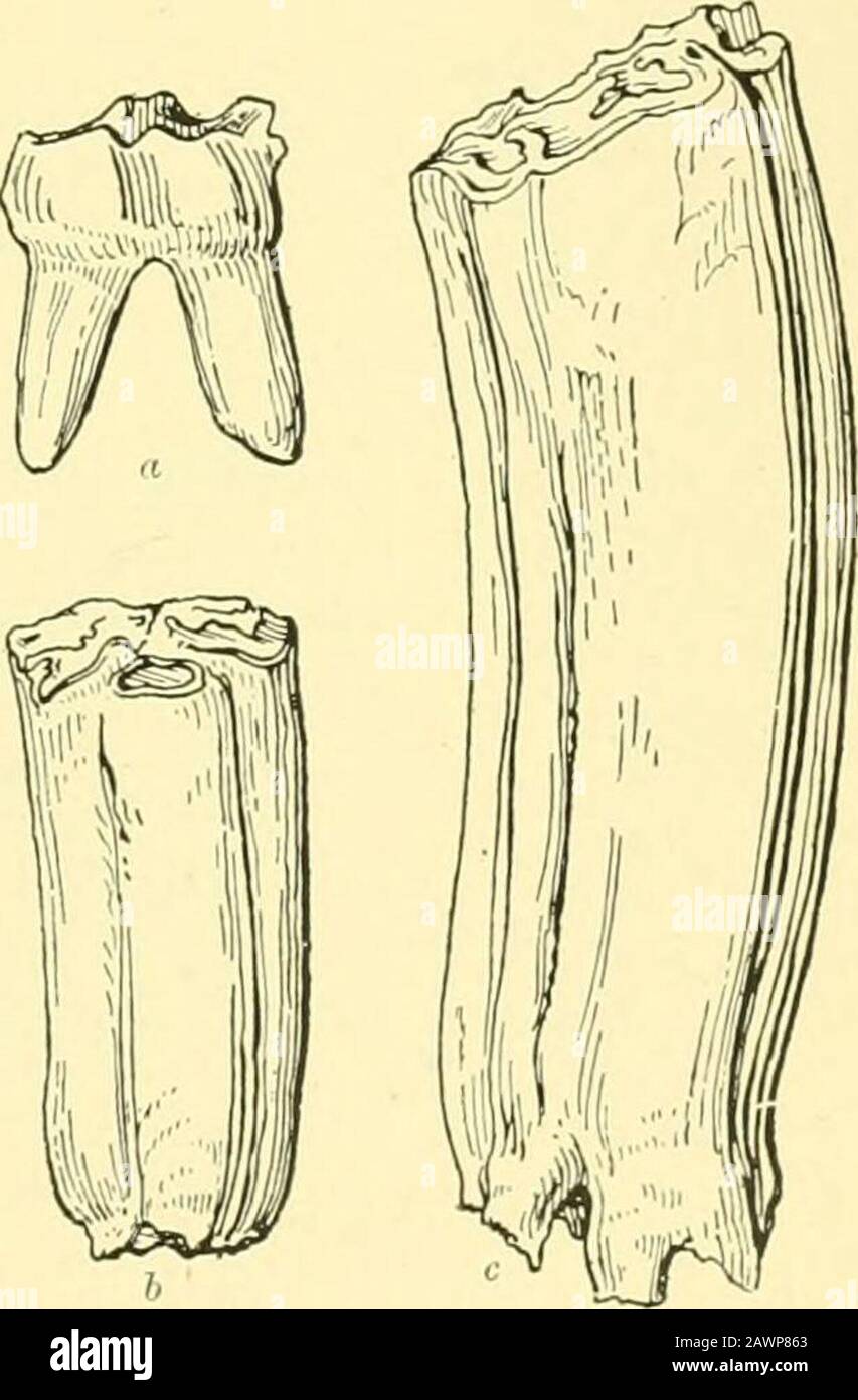 Hipparion hi-res stock photography and images - Alamy