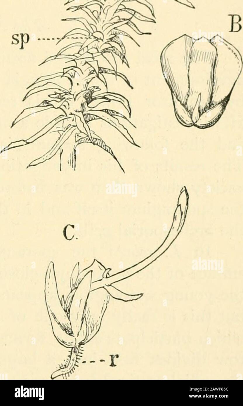 The structure & development of the mosses and ferns (Archegoniatae ...