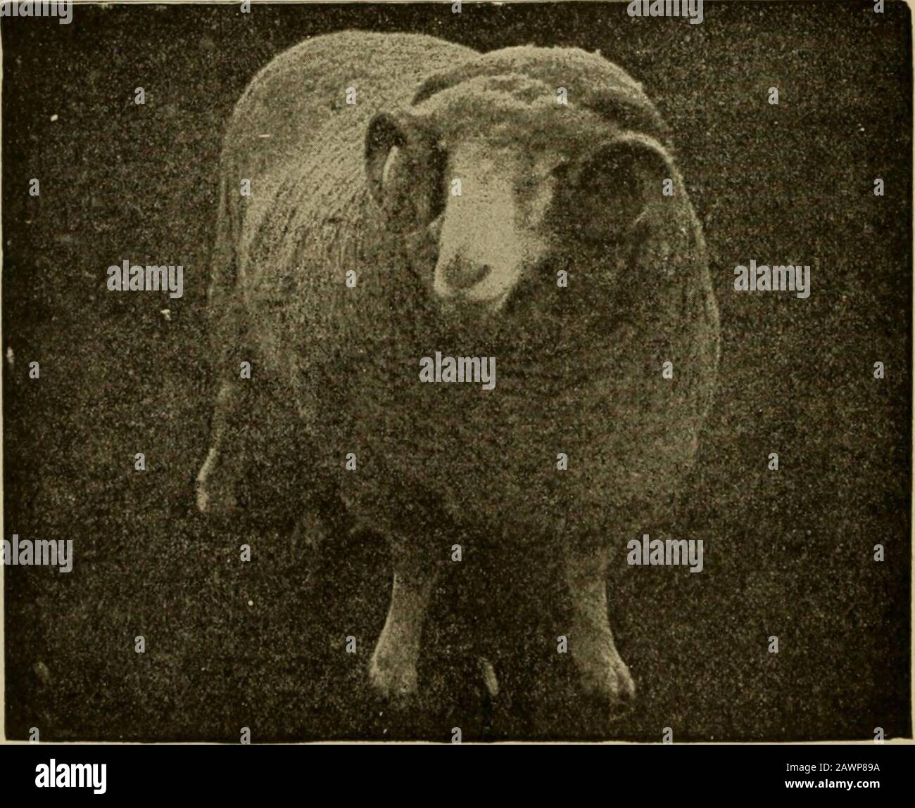 Bleeding sheep in hi-res stock photography and images - Alamy