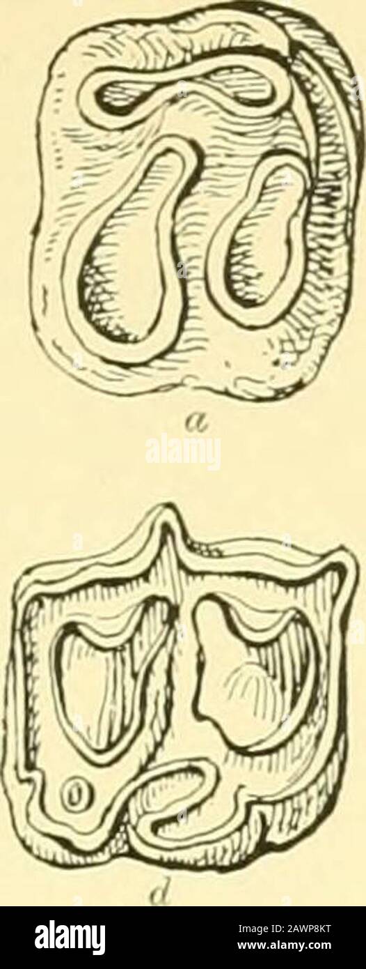 The Horse : its treatment in health and disease, with a complete guide ...