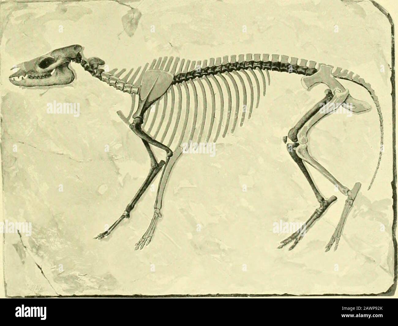 Protorohippus hi-res stock photography and images - Alamy