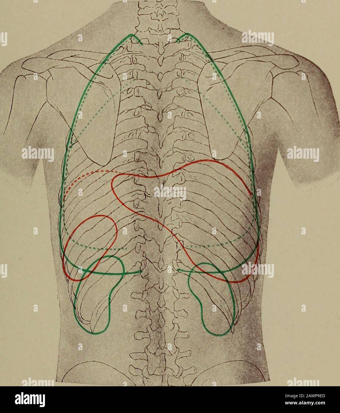 Physical diagnosis, including diseases of the thoracic and abdominal ...