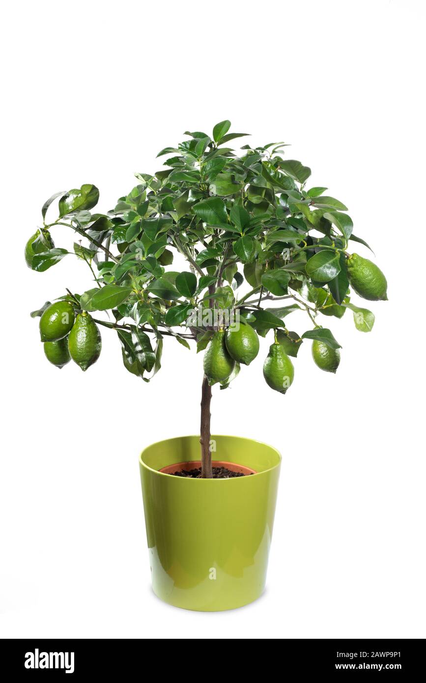 Fruit tree small on white pot hi-res stock photography and images - Alamy