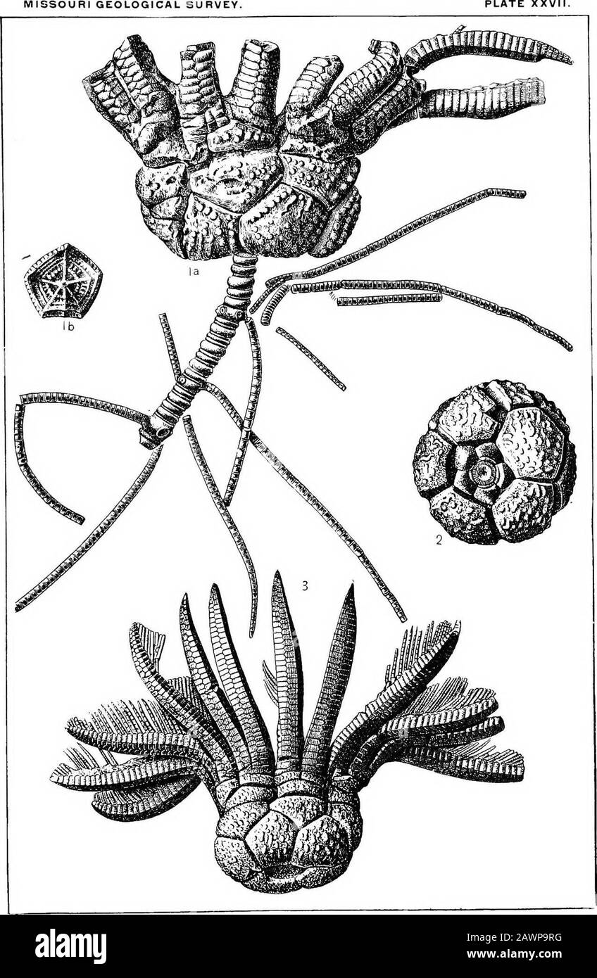 [Reports volI-XIII] . CRINOIDS. PLATE XXVII. Explanation of Plate XXYII ...