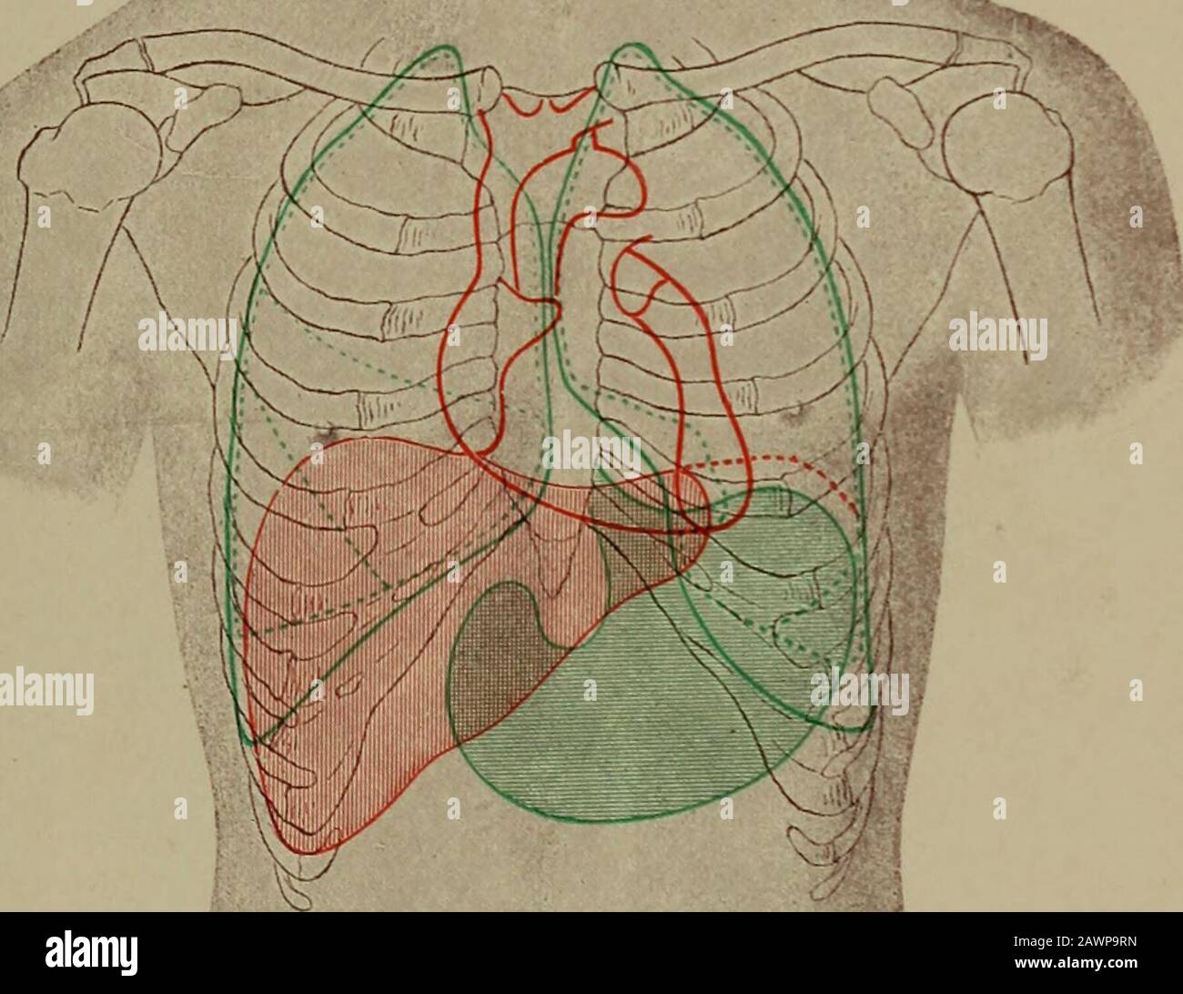 Physical diagnosis, including diseases of the thoracic and abdominal ...