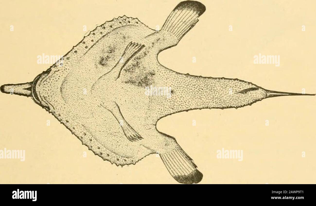 Forelegs are longer than hind legs hi-res stock photography and images ...