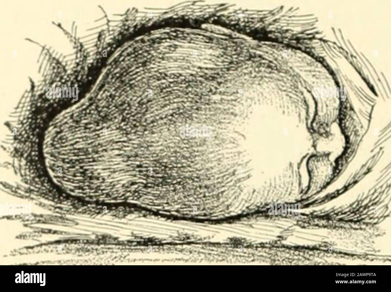 A textbook of obstetrics . Fig. 608.—face presentation (Schroeder 1. Si ...