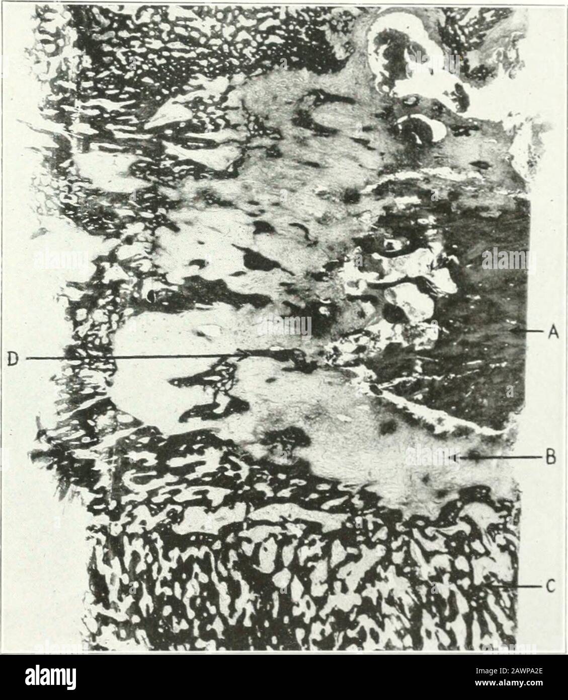 Studies from the laboratories of the Deptof Surgery . estrum, with ...