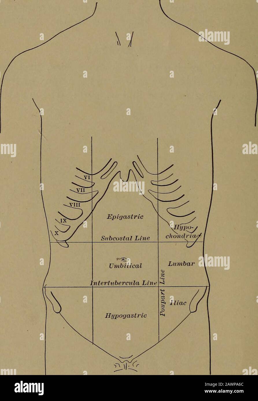 Abdominal organs diagram hi-res stock photography and images - Alamy