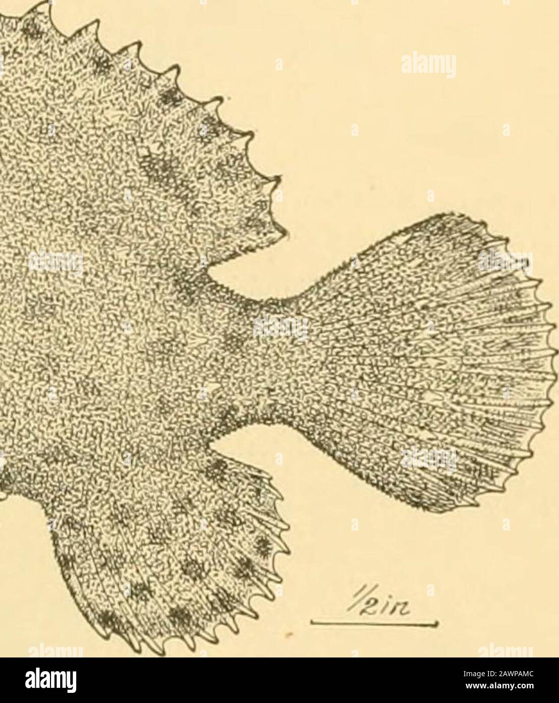 Antennarius genus hi-res stock photography and images - Alamy